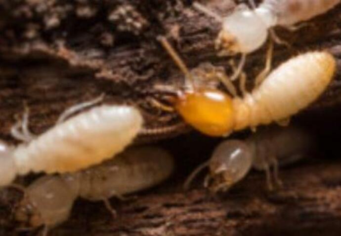 Comment se débarrasser des termites dans une maison